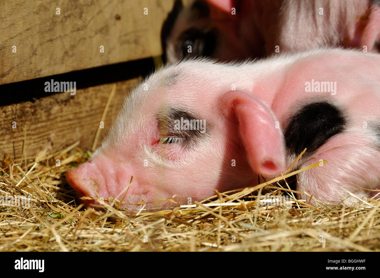 Stock photo of new born Gloucester old spot piglets Stock Photo - Alamy