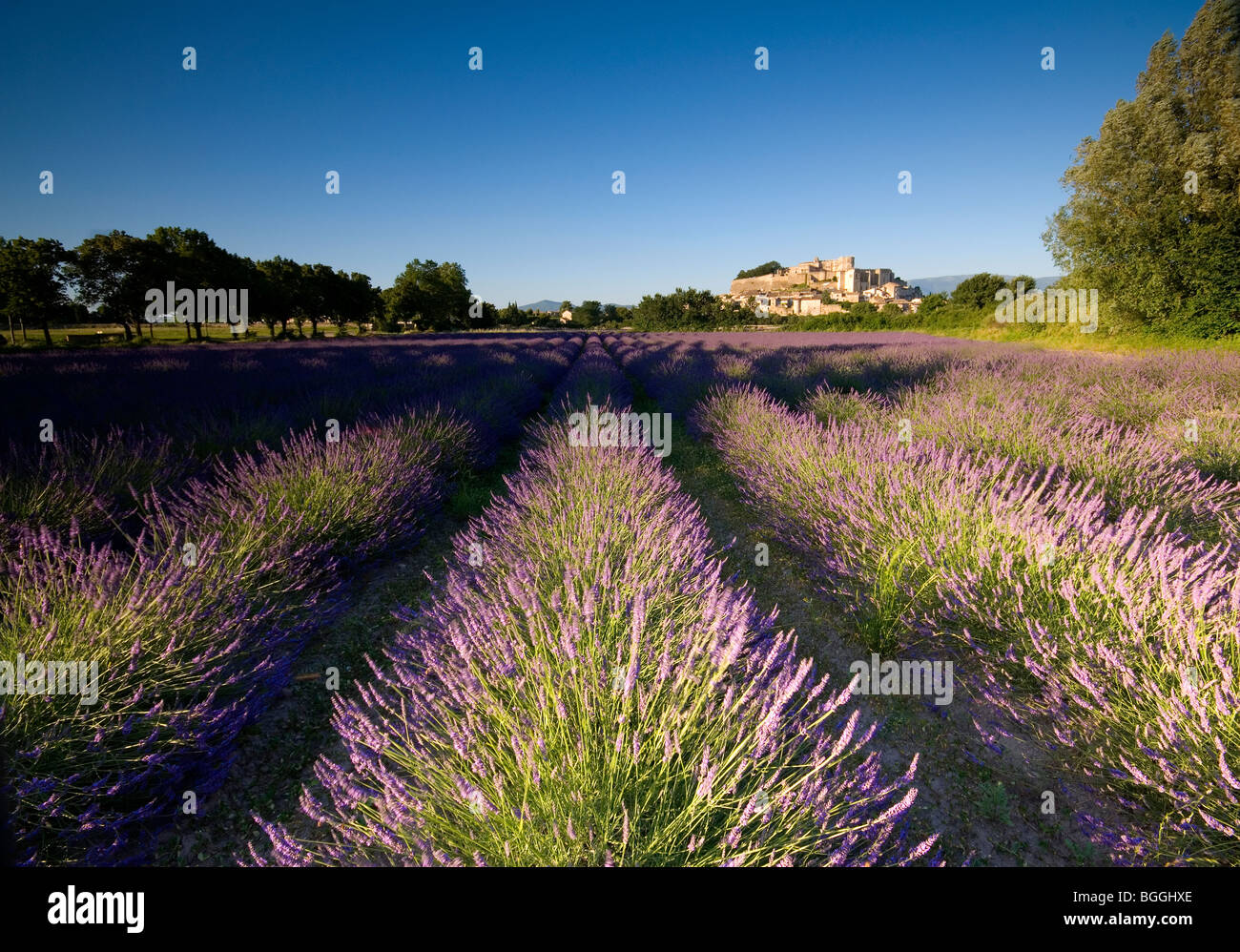 Lavender Fields, Grignan, Provence, France, Europe Stock Photo - Alamy
