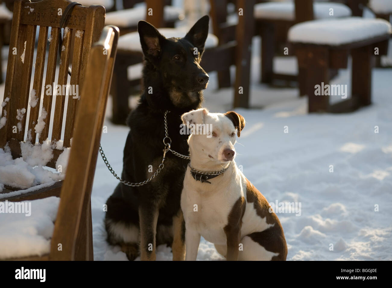 Pub dogs hi-res stock photography and images - Alamy