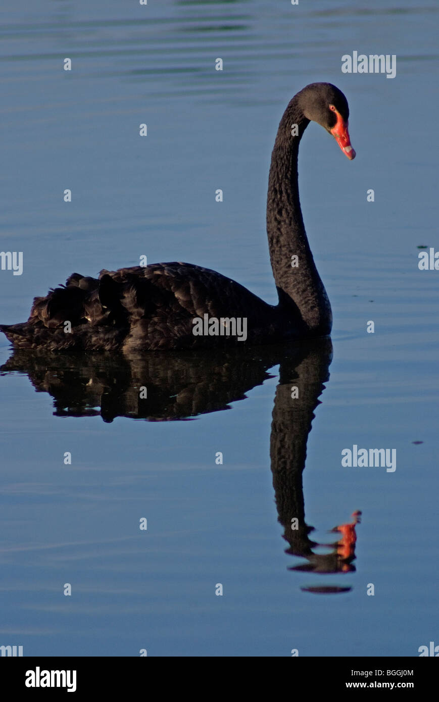Wildlife cygnus atratus hi-res stock photography and images - Alamy