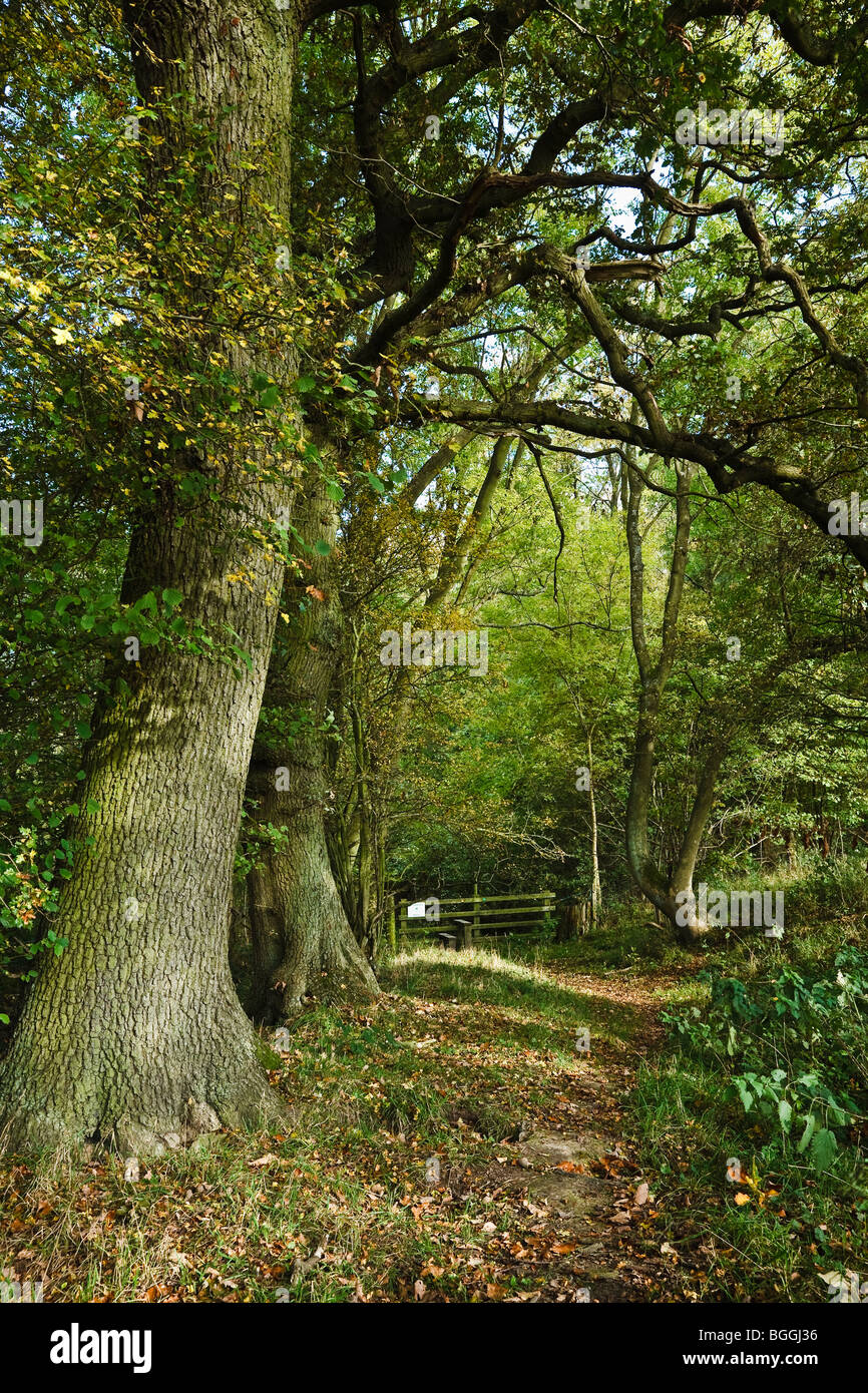 Footpath leading to wood near Kinver, Staffordshire Stock Photo - Alamy