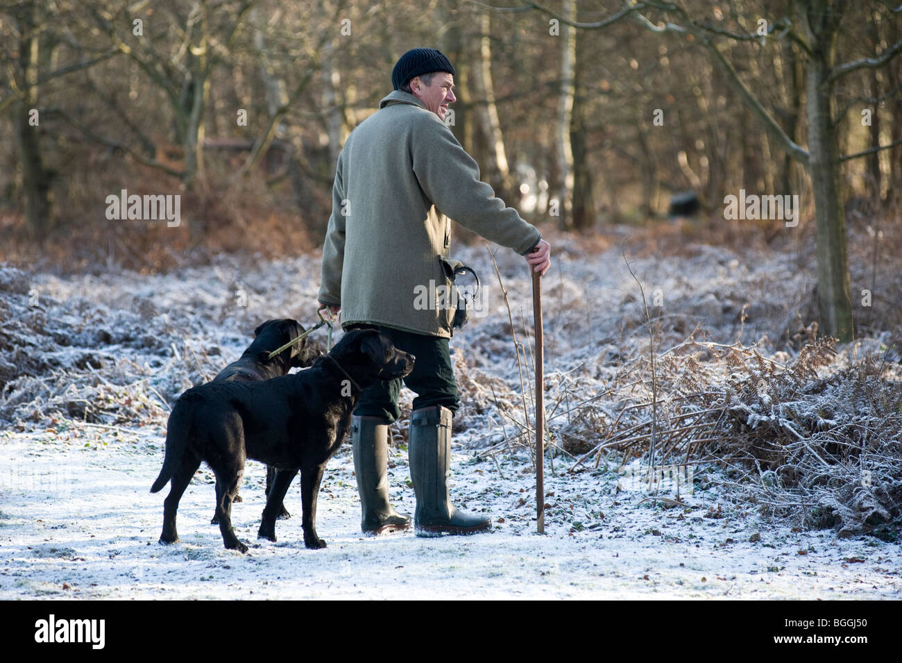 man with two black labrador dogs entering wood to flush out birds ...
