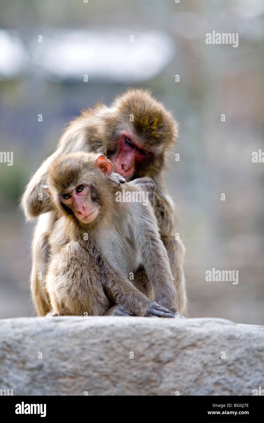 Two Japanese macaques (macaca fuscata), Beppu, Japan Stock Photo - Alamy