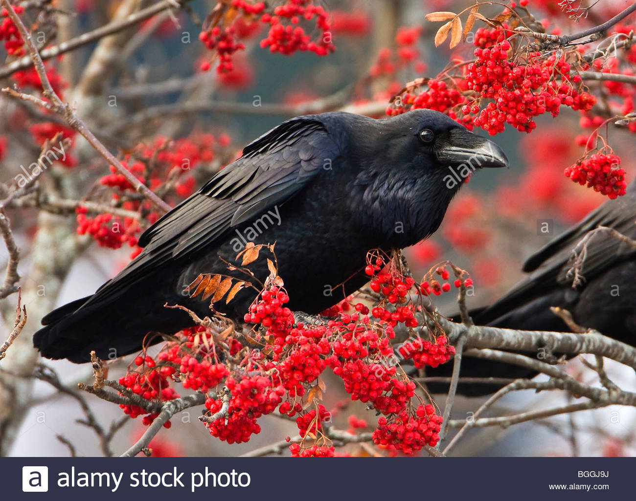 Alaska Raven Stock Photos & Alaska Raven Stock Images - Alamy