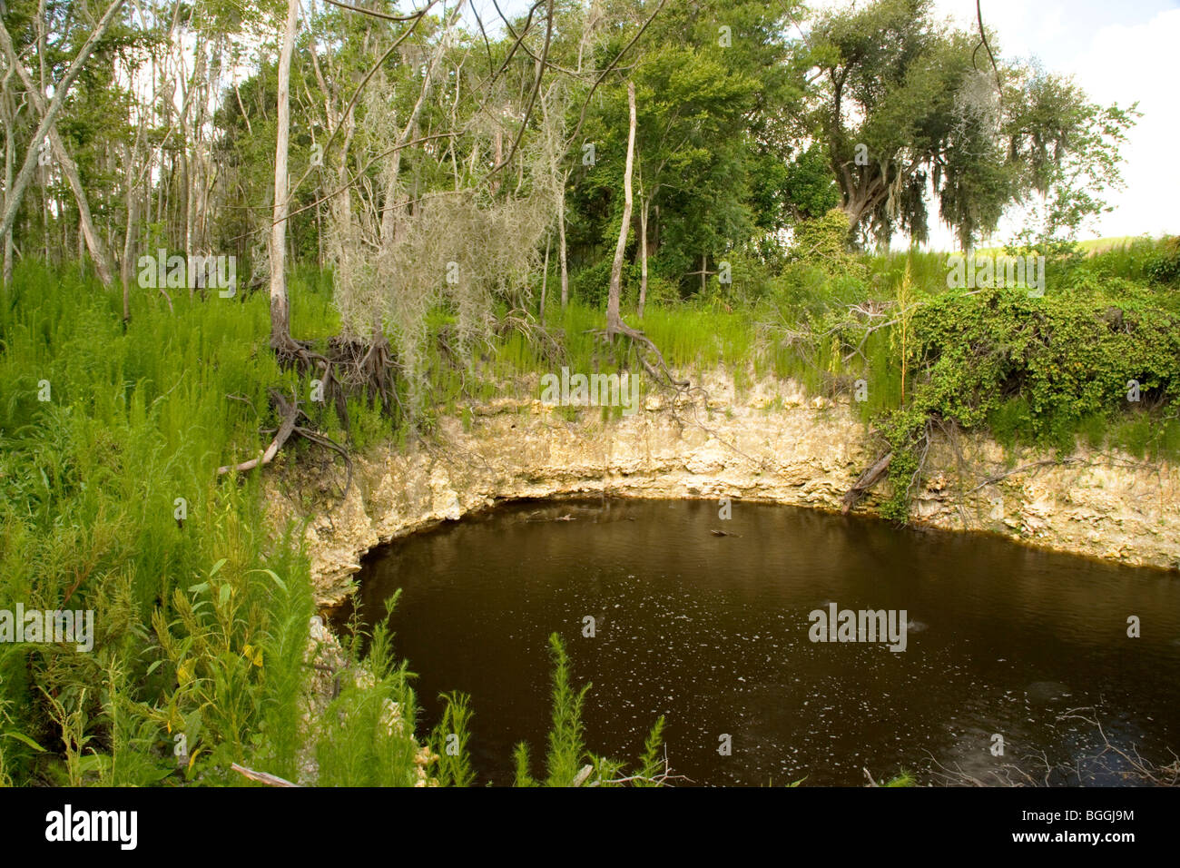 Karst limestone florida hi-res stock photography and images - Alamy