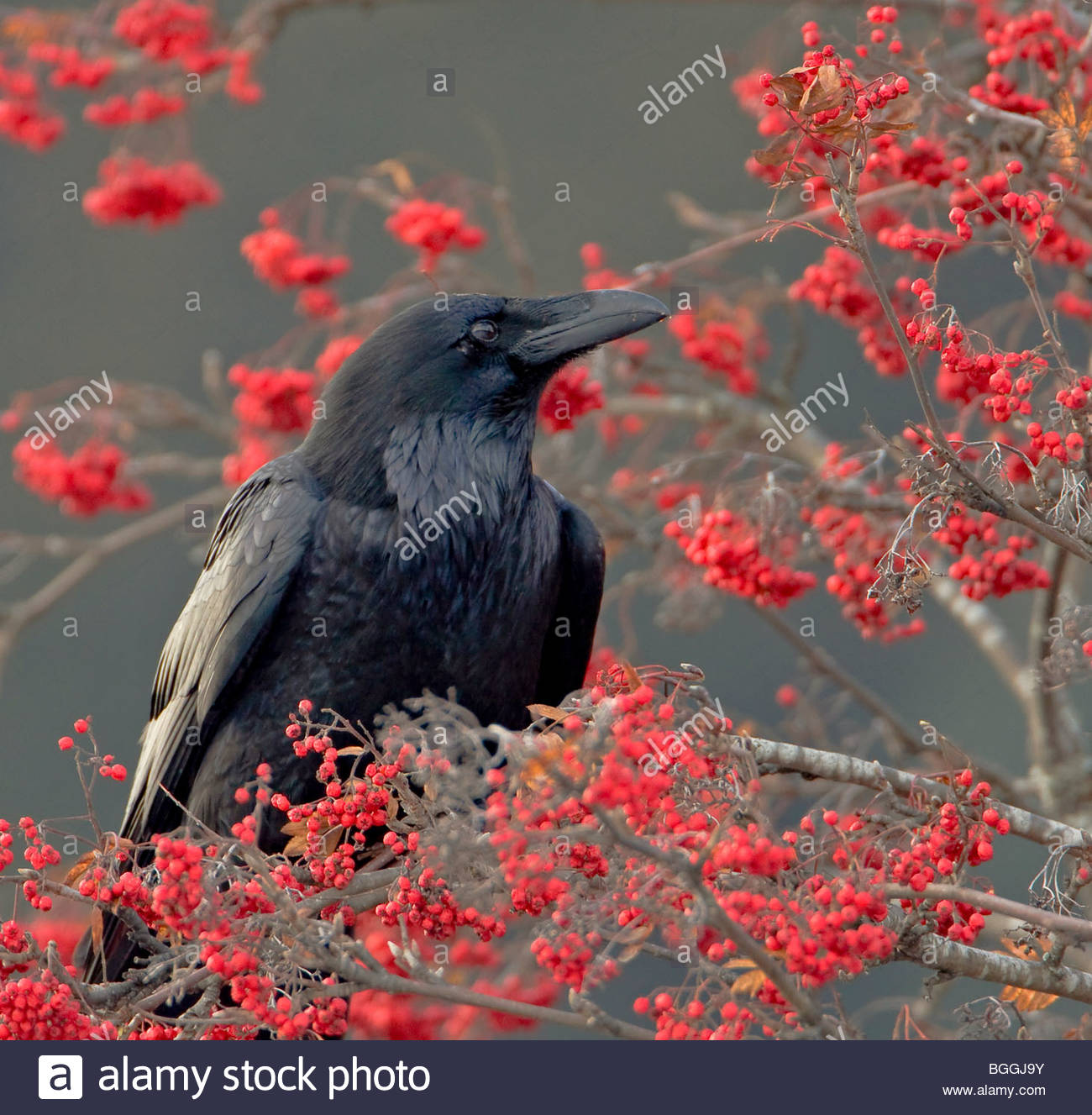 Alaska Raven Stock Photos & Alaska Raven Stock Images - Alamy