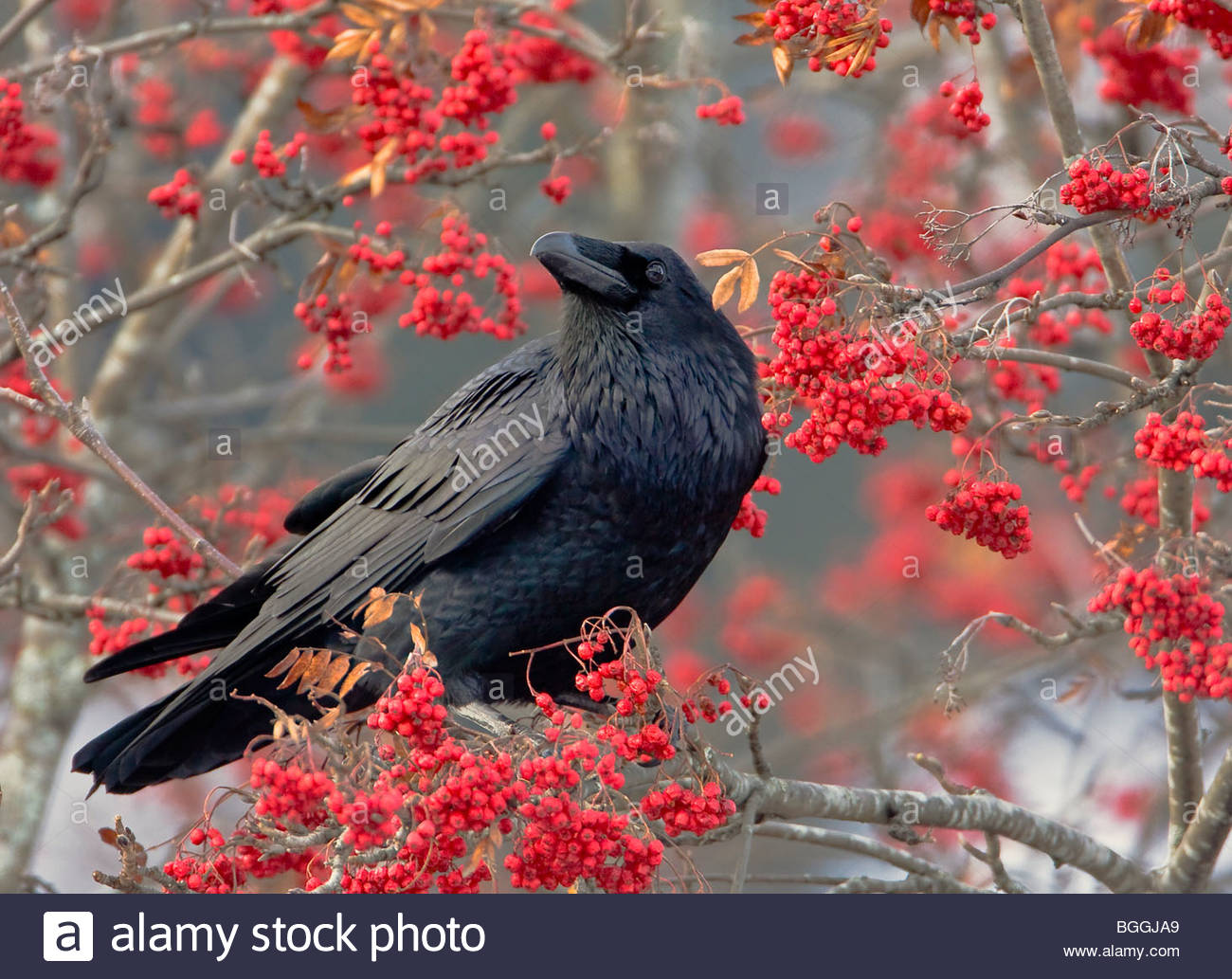 Alaska Raven Stock Photos & Alaska Raven Stock Images - Alamy