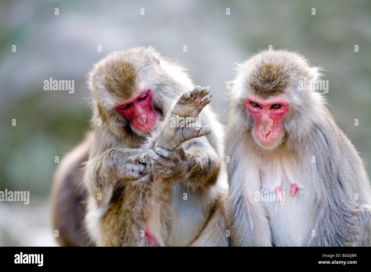 Japanese macaques (Macaca fuscata) next to each other, Beppu, Japan ...