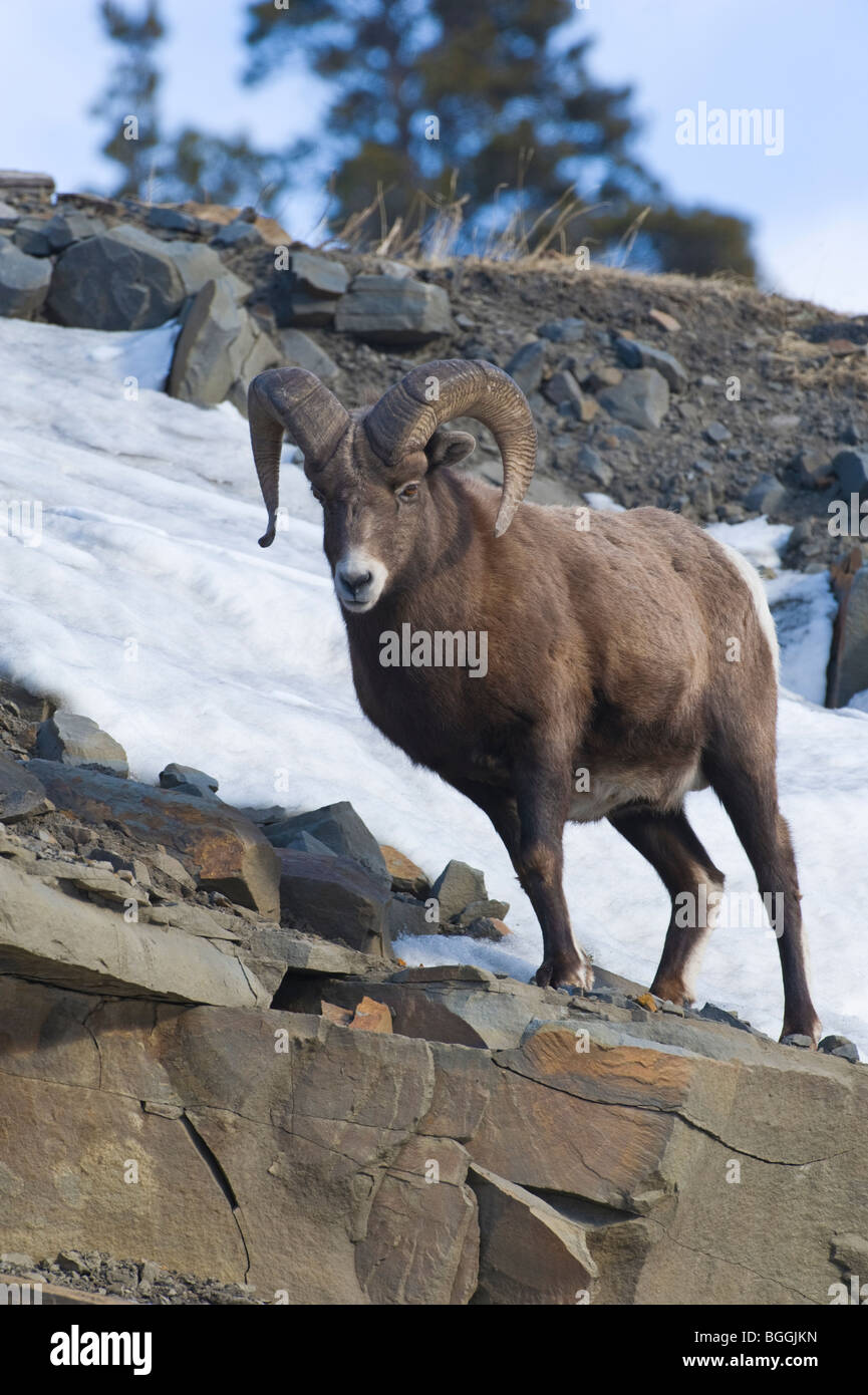 A Bighorn ram in his natural habitat Stock Photo - Alamy