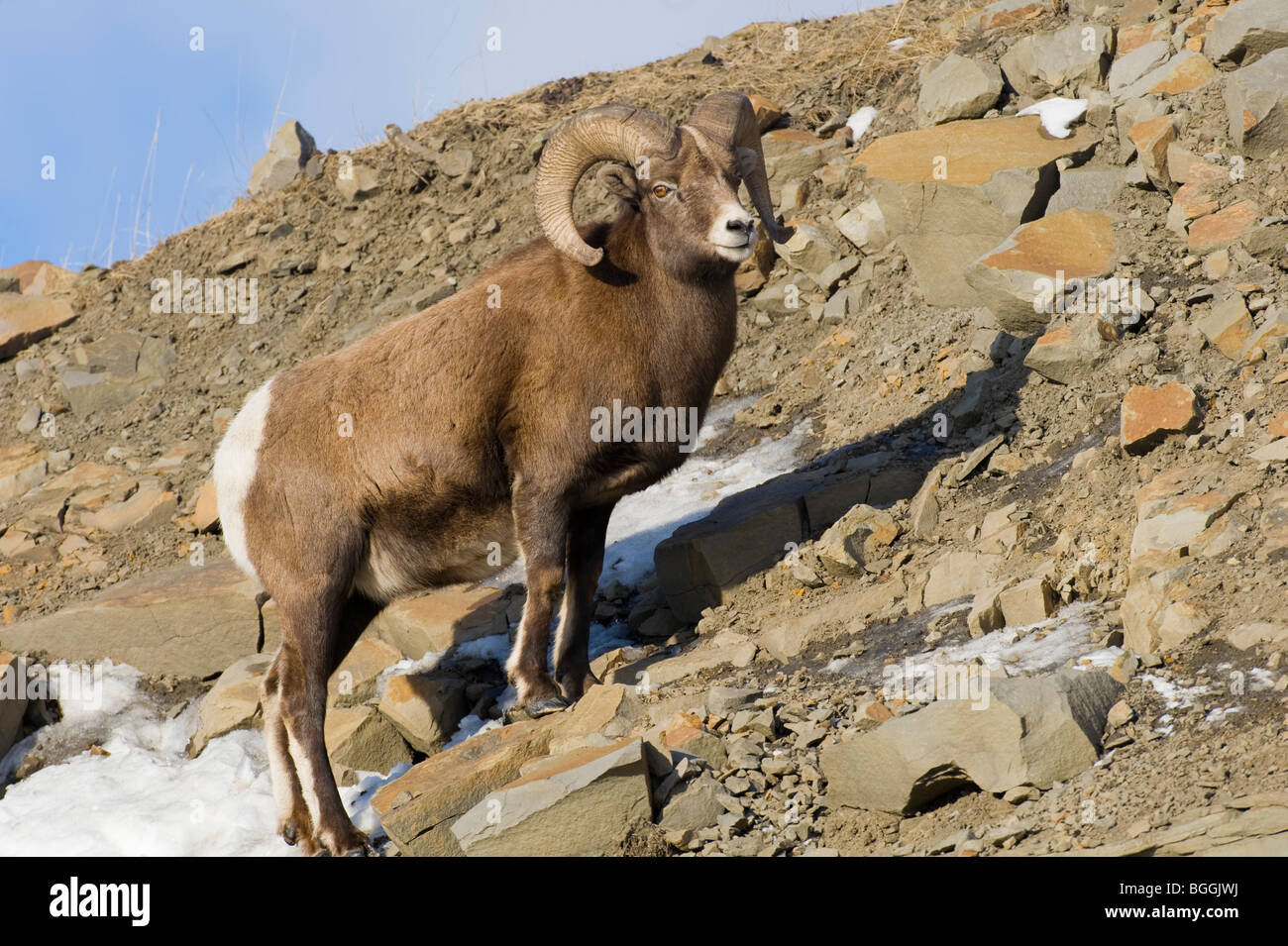 A Bighorn ram in his natural habitat Stock Photo - Alamy