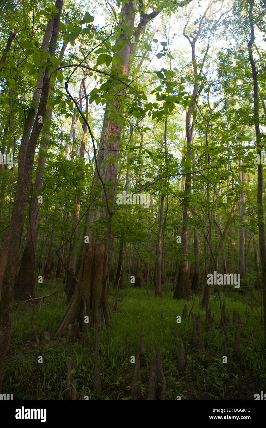 Trees in the forest, Congaree National Park, near Columbia, South ...