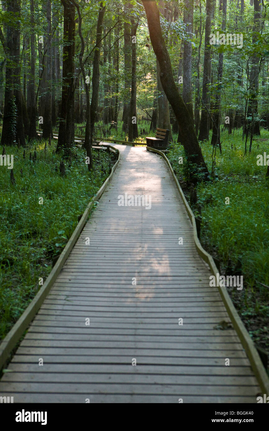 Boardwalk path through forest, Congaree National Park, near Columbia ...