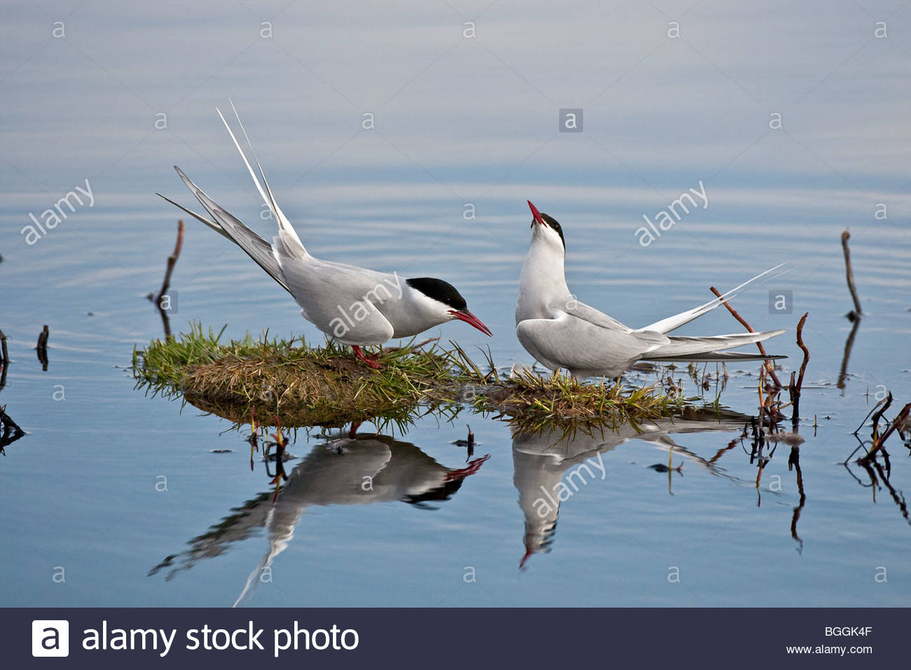 Anchorage Alaska Potter Marsh Stock Photos & Anchorage Alaska Potter ...