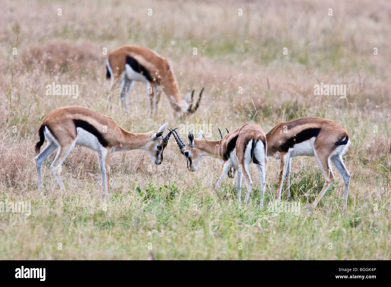 Springbok lock hi-res stock photography and images - Alamy