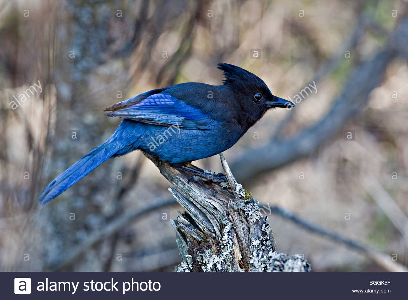 Common Jay High Resolution Stock Photography and Images - Alamy