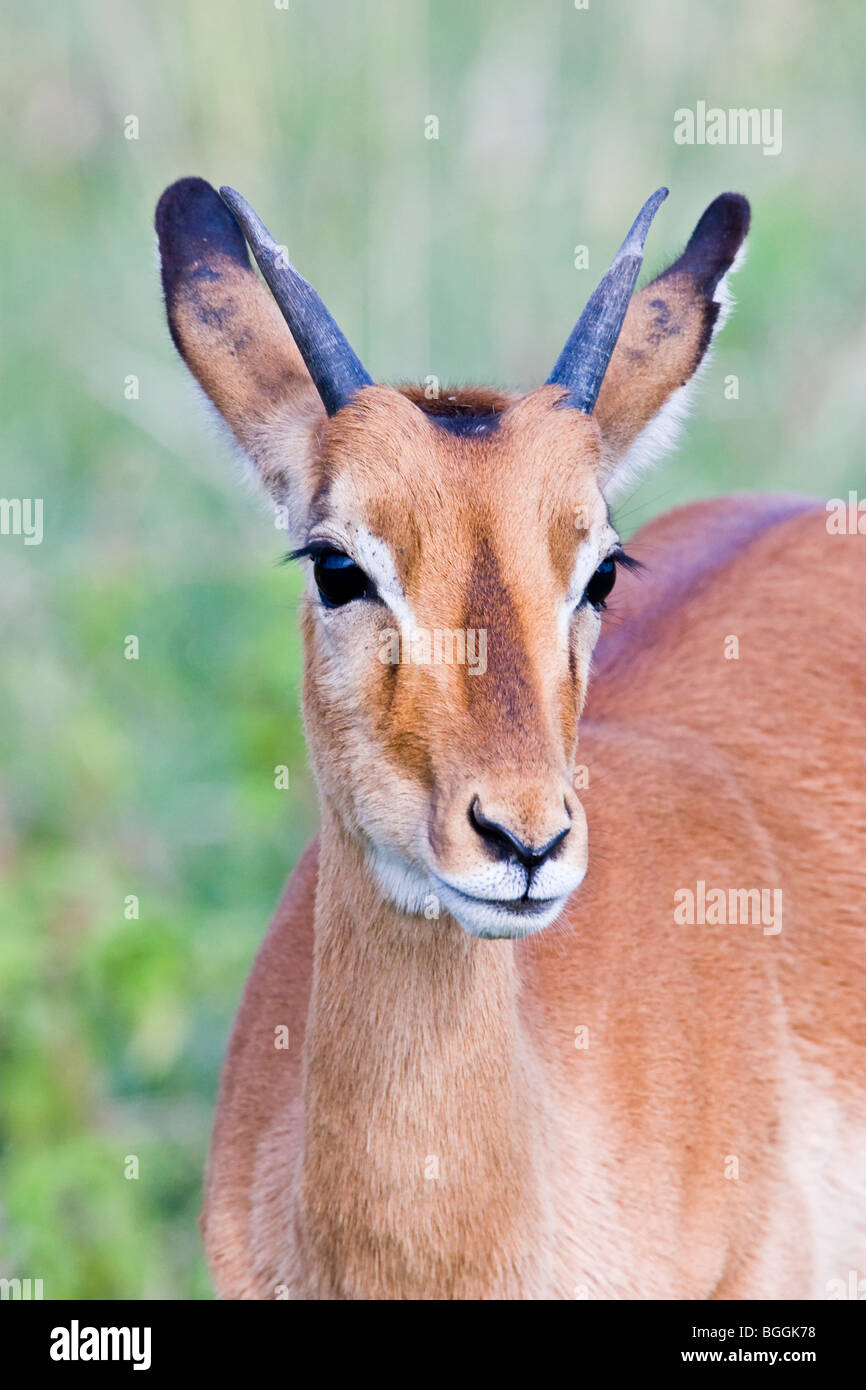 Rob lind hi-res stock photography and images - Alamy