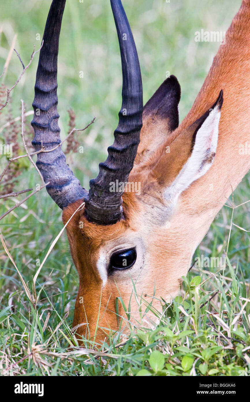 Male impala feeding Stock Photo - Alamy