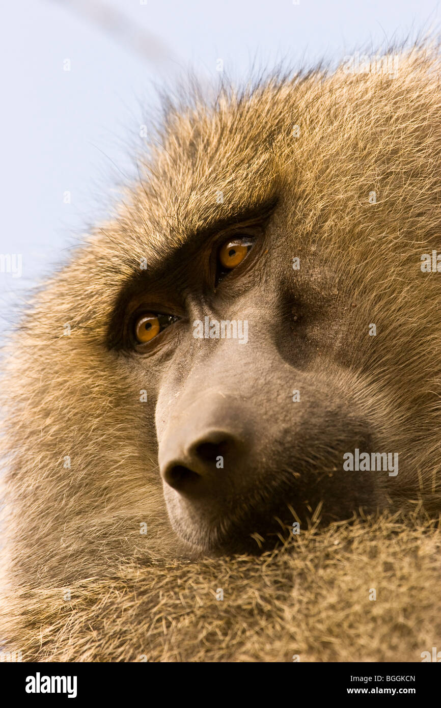 Yellow baboon face hi-res stock photography and images - Alamy
