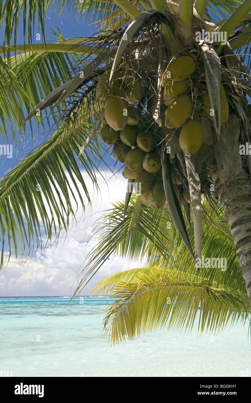 Palm tree, Moorea, French Polynesia Stock Photo - Alamy