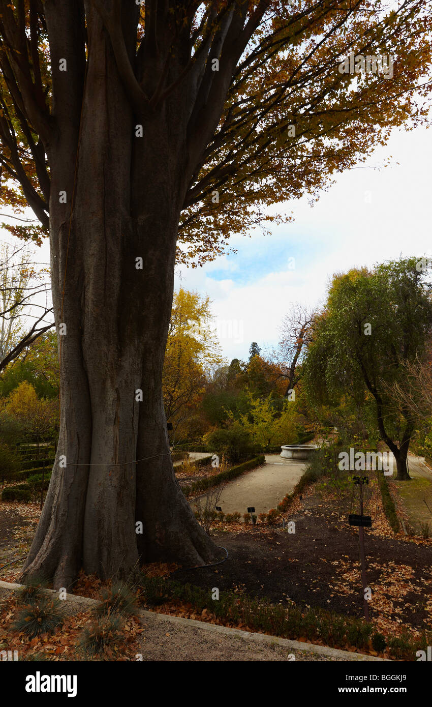 Caucasian elm tree at the Botanical Garden Madrid Spain Stock Photo - Alamy