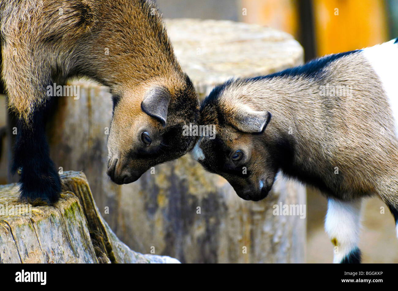 Two Goats Fighting High Resolution Stock Photography and Images - Alamy