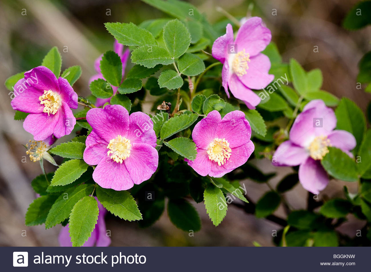 Prickly Rose Stock Photos & Prickly Rose Stock Images - Alamy