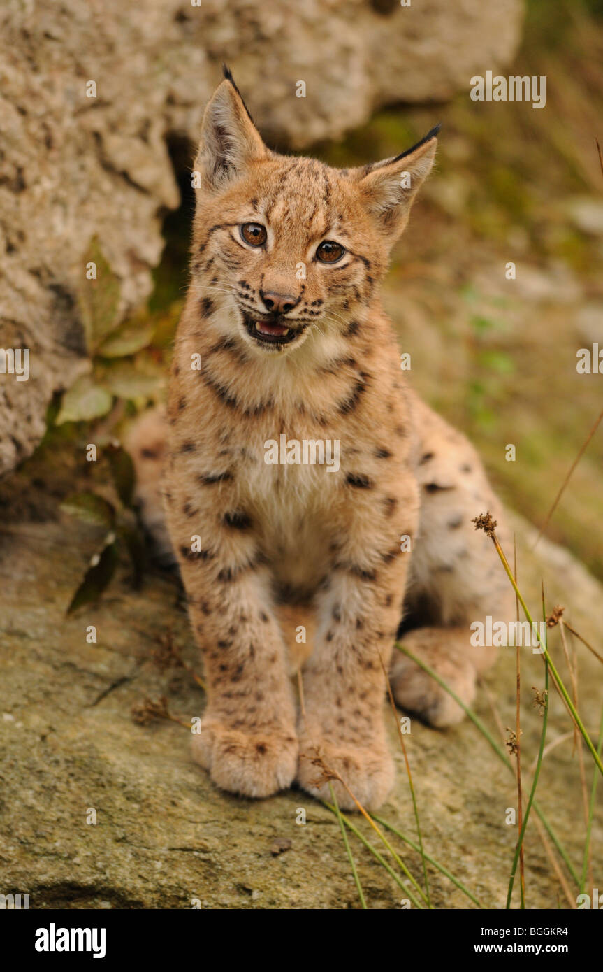Young Lynx (Lynx lynx) sitting on rock, Bavarian Forest, Germany, front ...