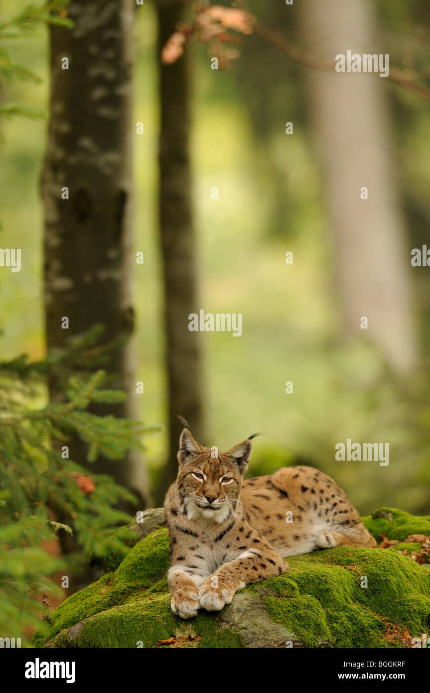 Eurasian lynxes geography hi-res stock photography and images - Alamy