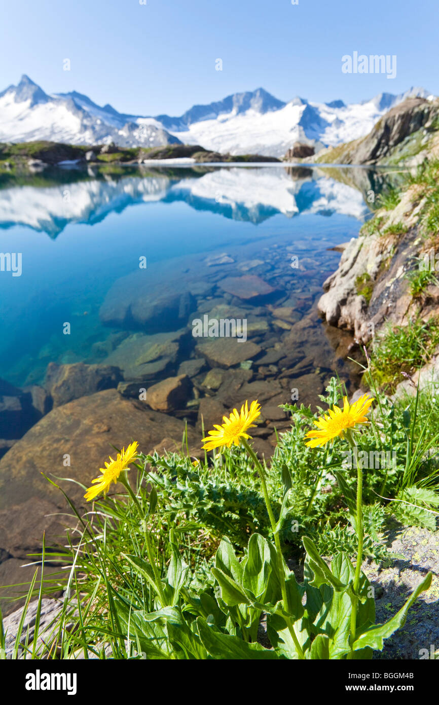 Flowers growing on the waterfront of a mountain lake, Zillertal Alps in ...
