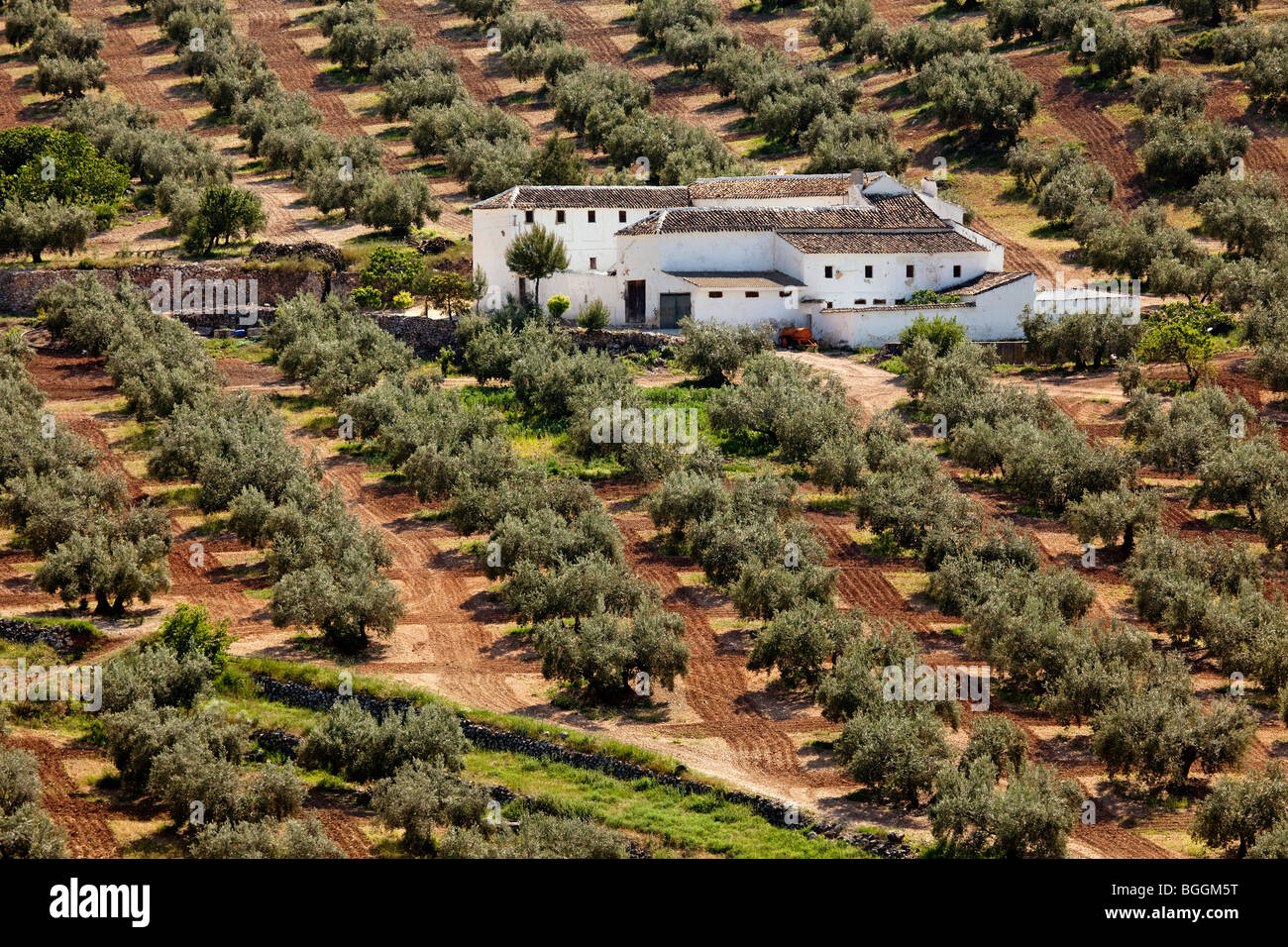 Campo de Olivos y cortijo en Priego de Córdoba Andalucía España Olive ...