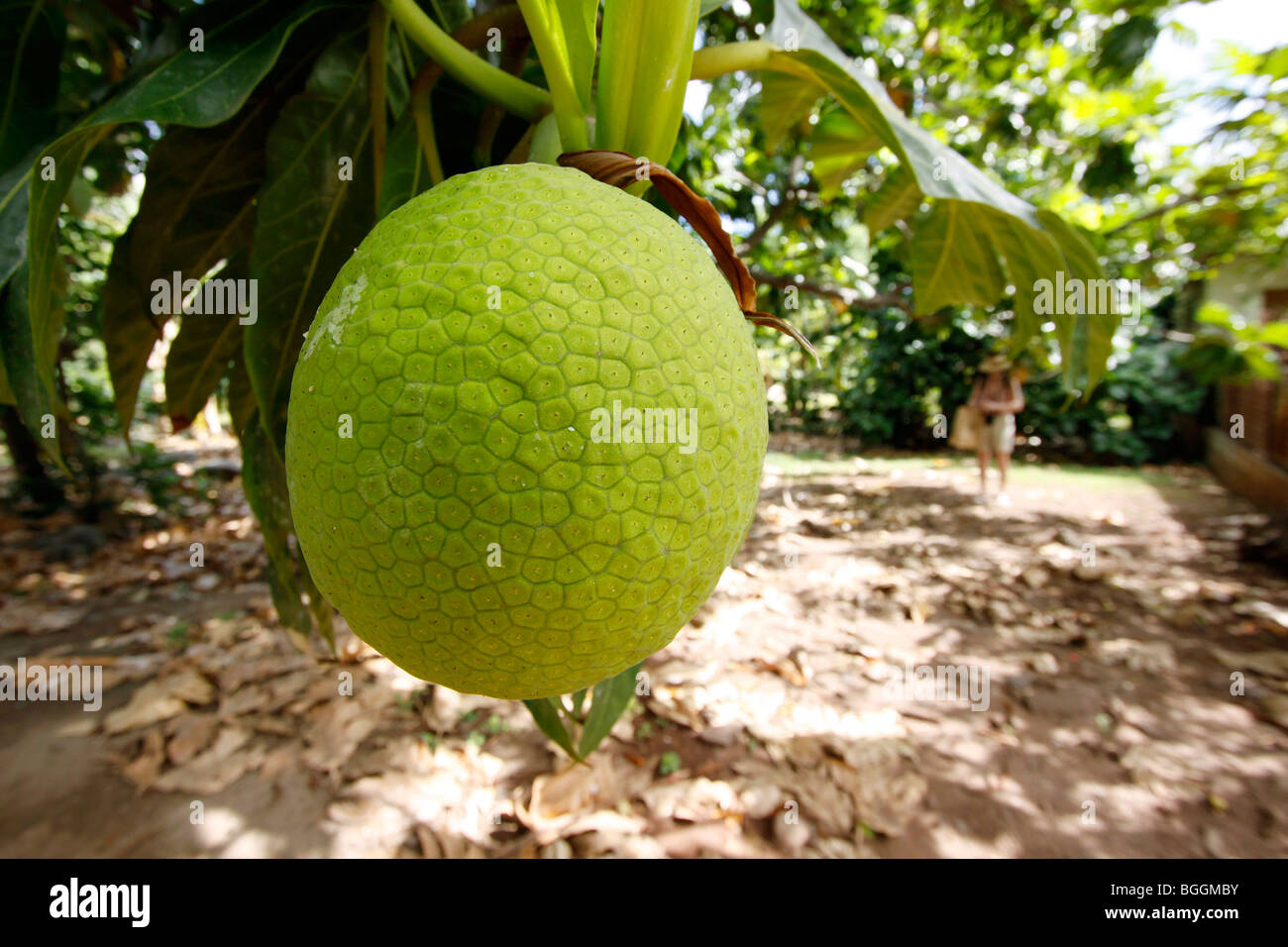 Fruit on tree, Ua Pou, Hakahau, French Polynesia Stock Photo - Alamy