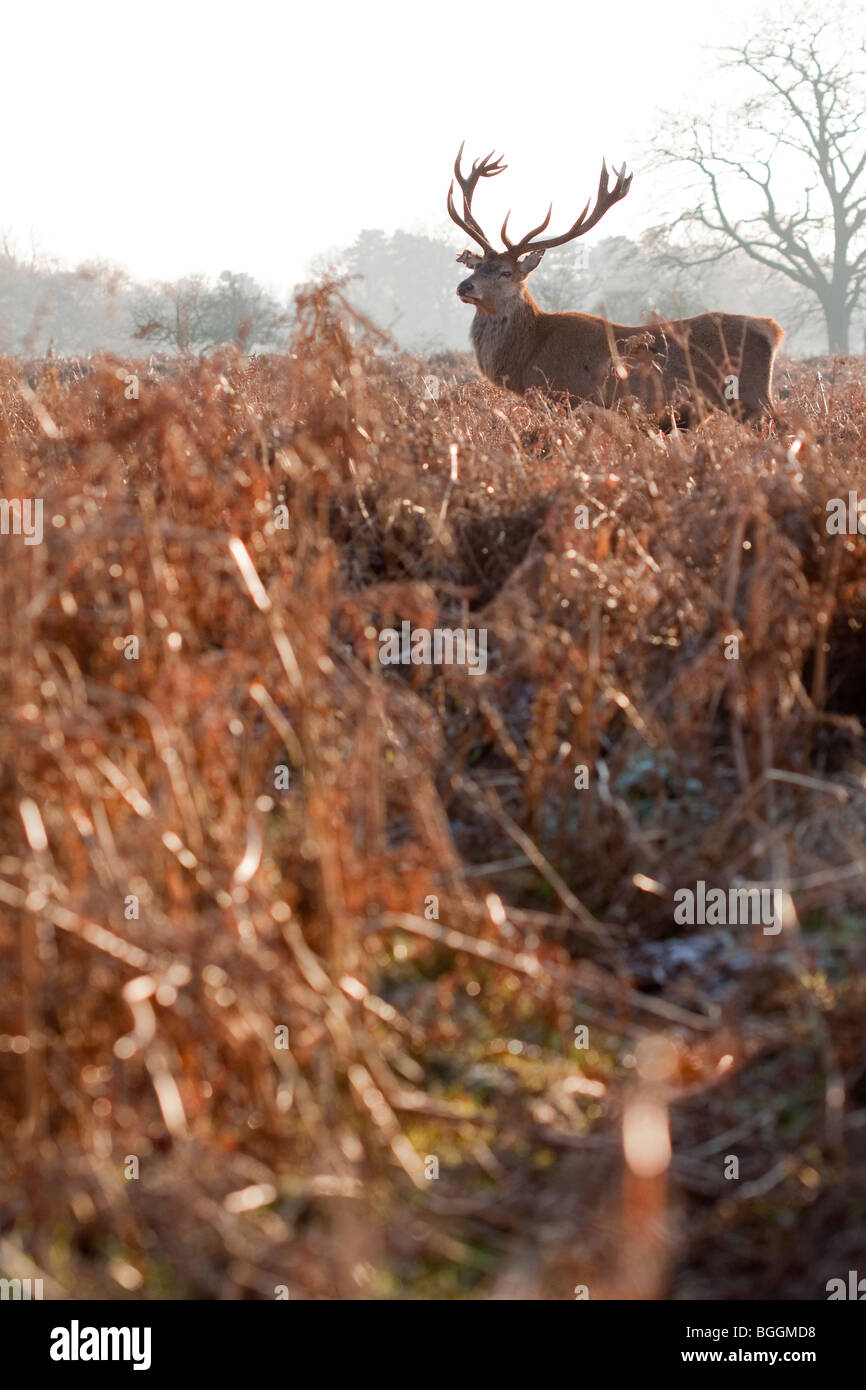 A Stag standing in some bracken Stock Photo - Alamy
