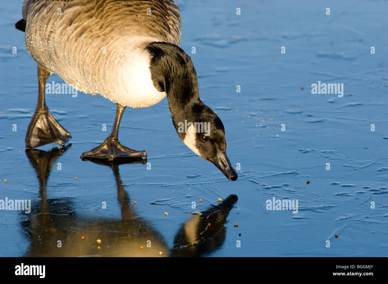 Canada goose canadensis eating corn hi-res stock photography and images ...