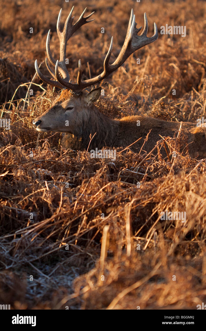 A Stag sitting in some bracken Stock Photo - Alamy
