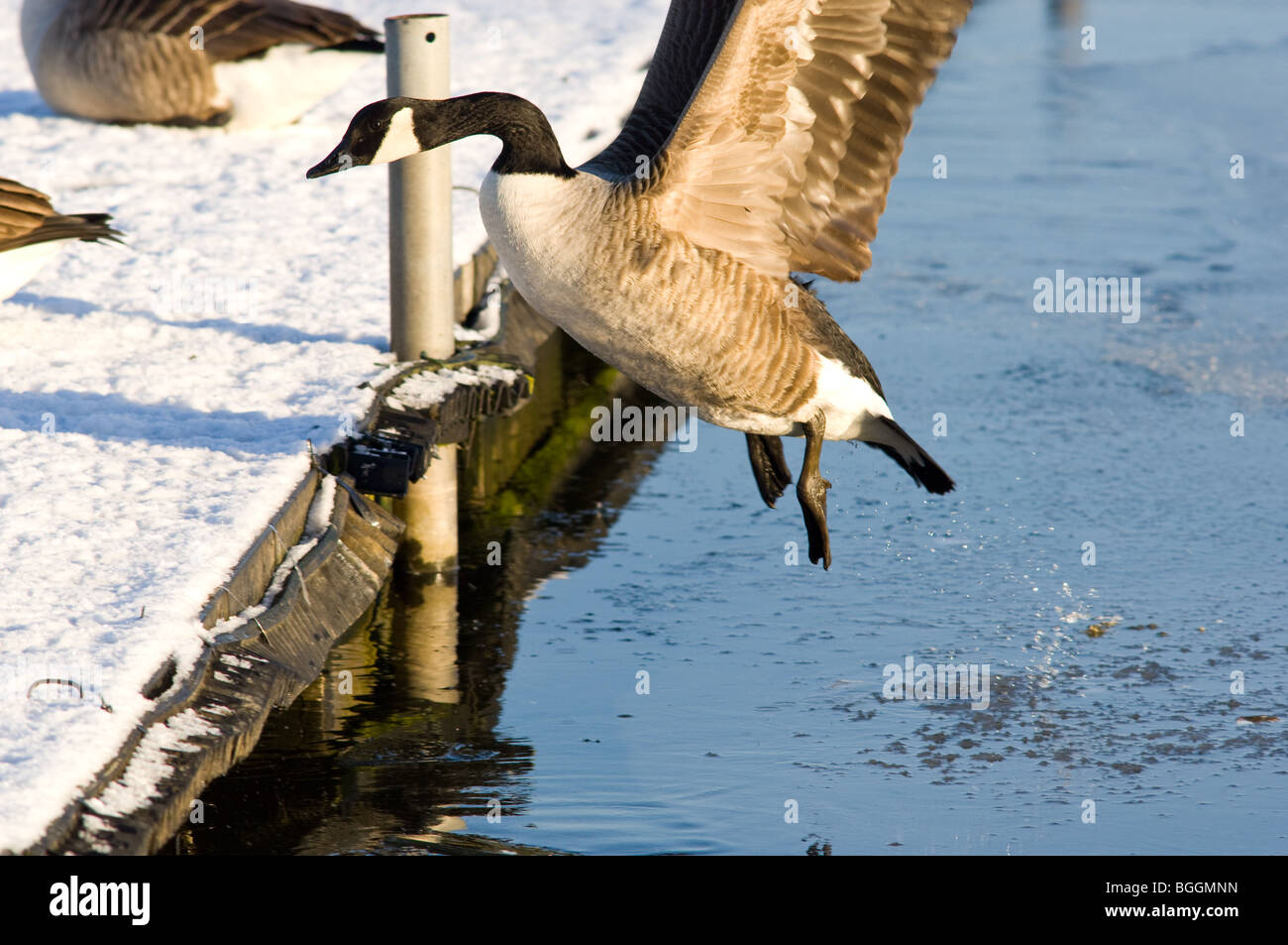 Adult Canada goose flying Stock Photo - Alamy