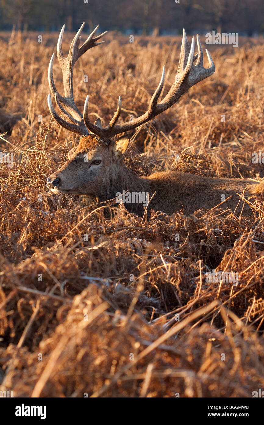 Stag sitting hi-res stock photography and images - Alamy