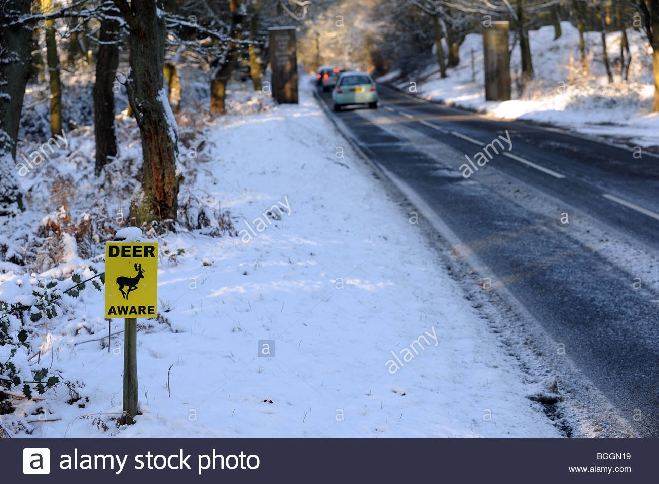 Cannock Forest High Resolution Stock Photography and Images - Alamy