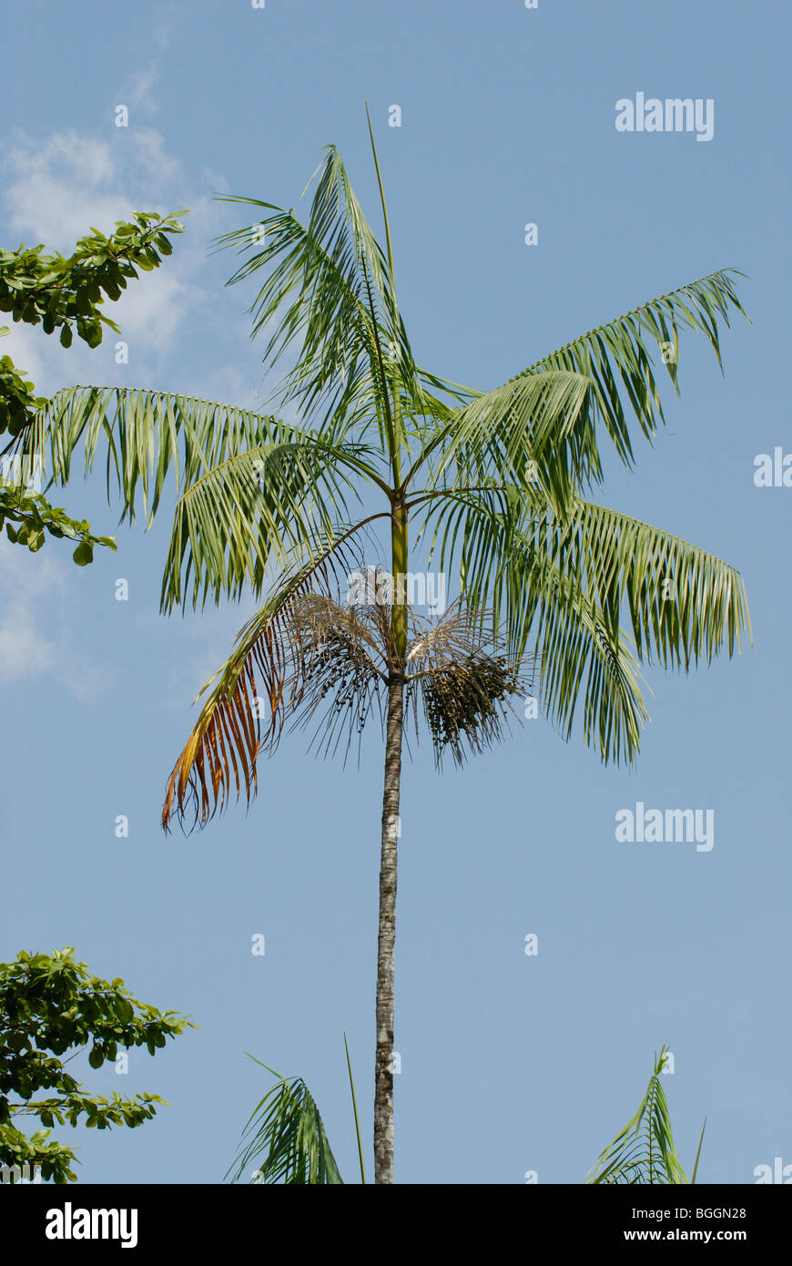 Acai Palm Tree Distribution Map