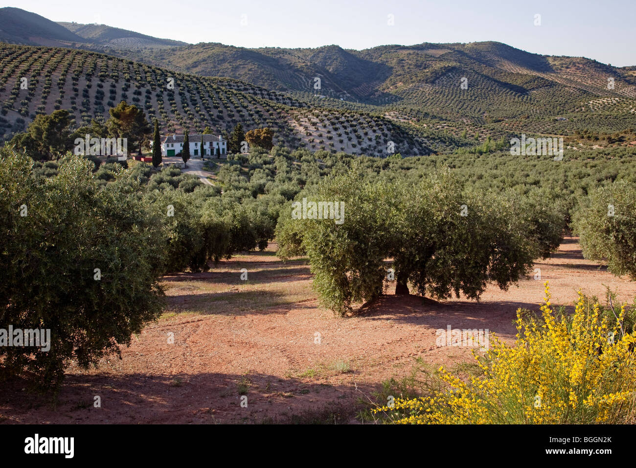 Campo de olivos en Priego, Córdoba, Andalucía, España Field of olive ...