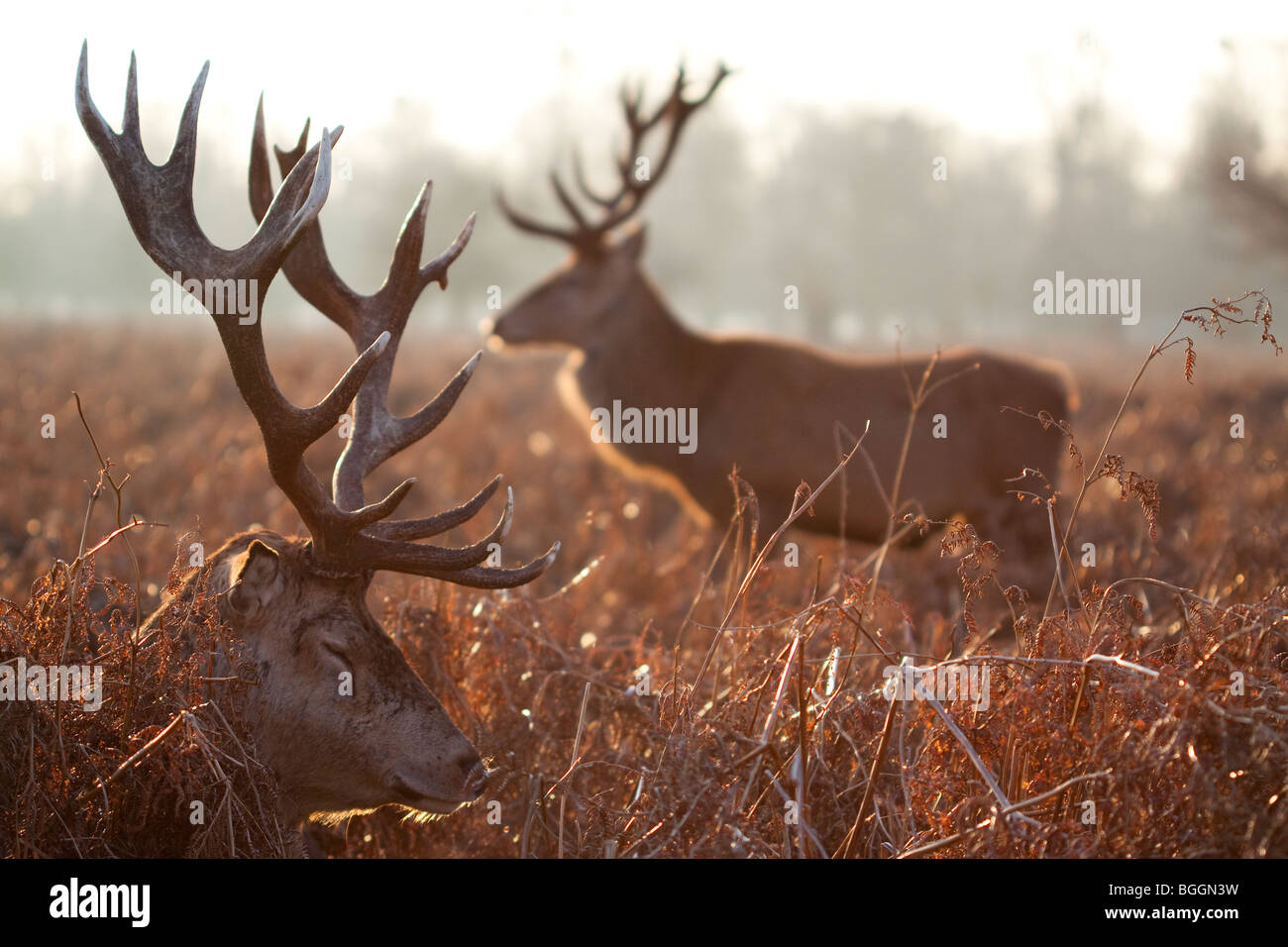 Stag sun winter hi-res stock photography and images - Alamy
