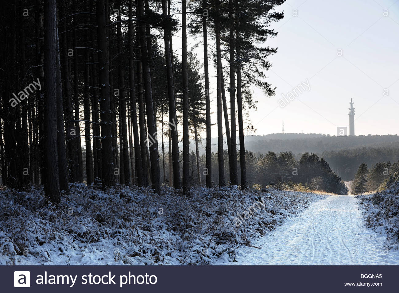 Cannock Chase Forest High Resolution Stock Photography and Images - Alamy