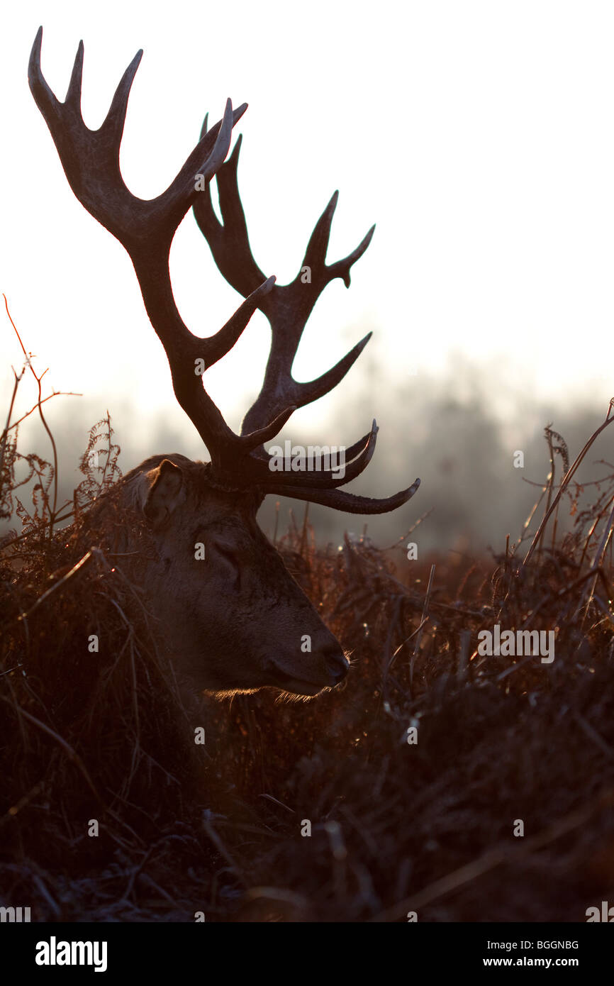 A Stag sitting down, hiding in some bracken Stock Photo - Alamy