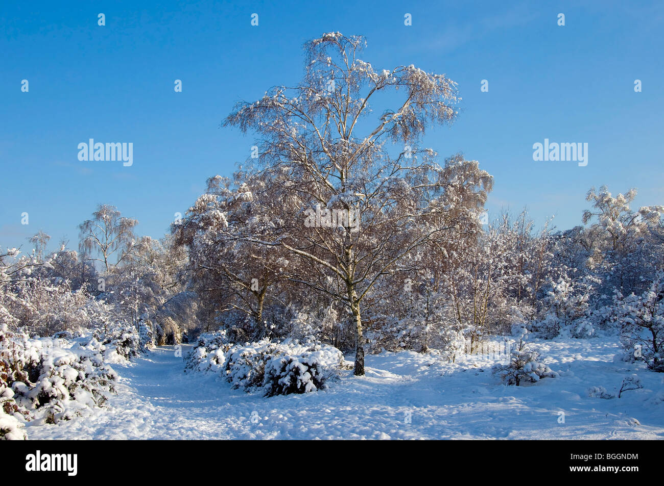 Worplesdon hi-res stock photography and images - Alamy