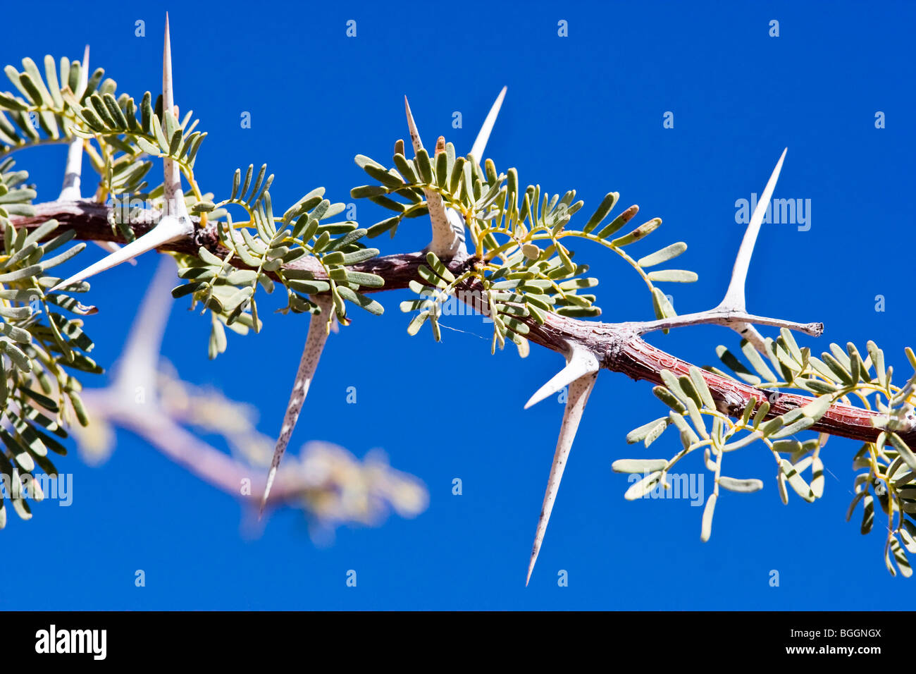 Thorns acacia tree sharp hi-res stock photography and images - Alamy