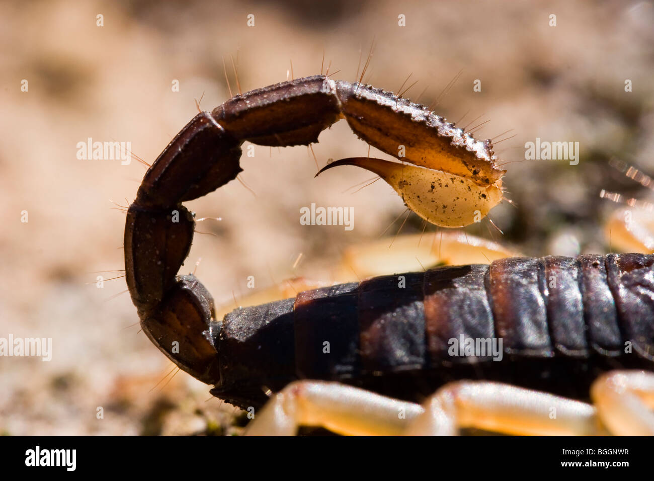 Lind legs hi-res stock photography and images - Alamy