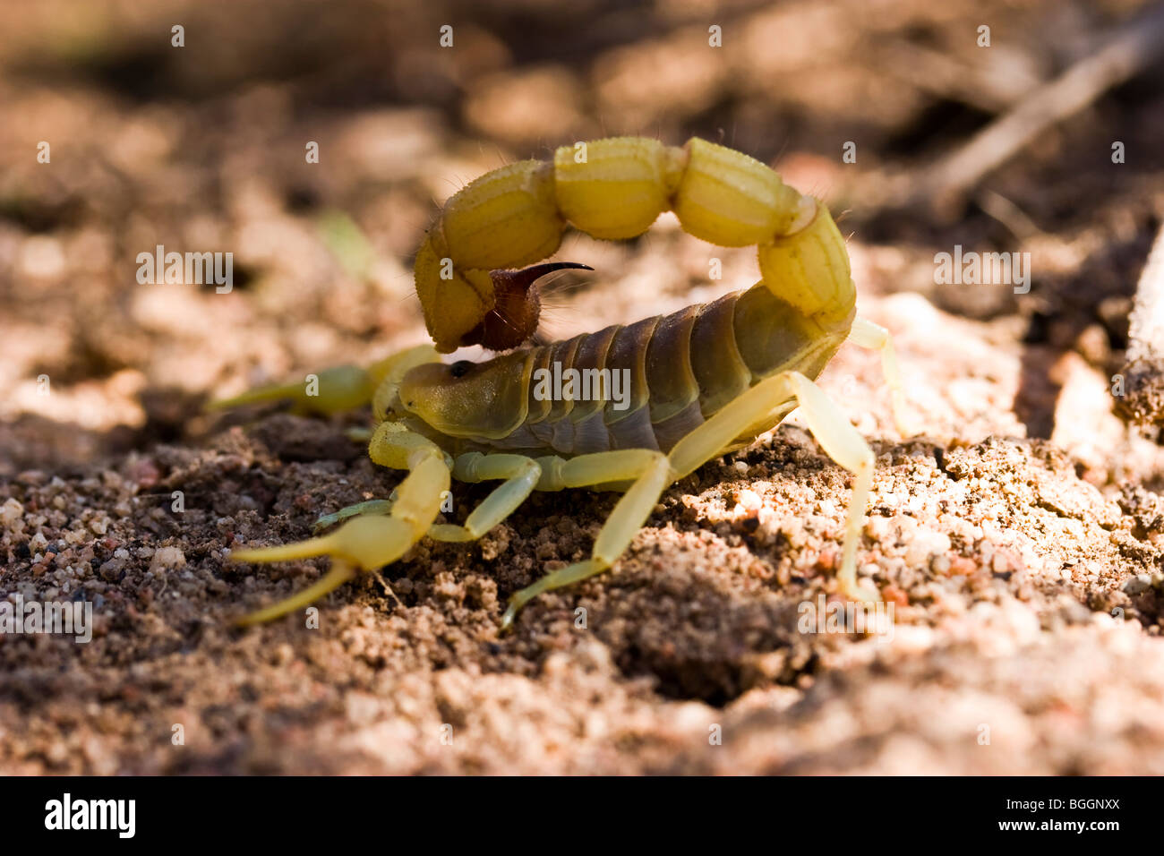Yellow scorpion hi-res stock photography and images - Alamy