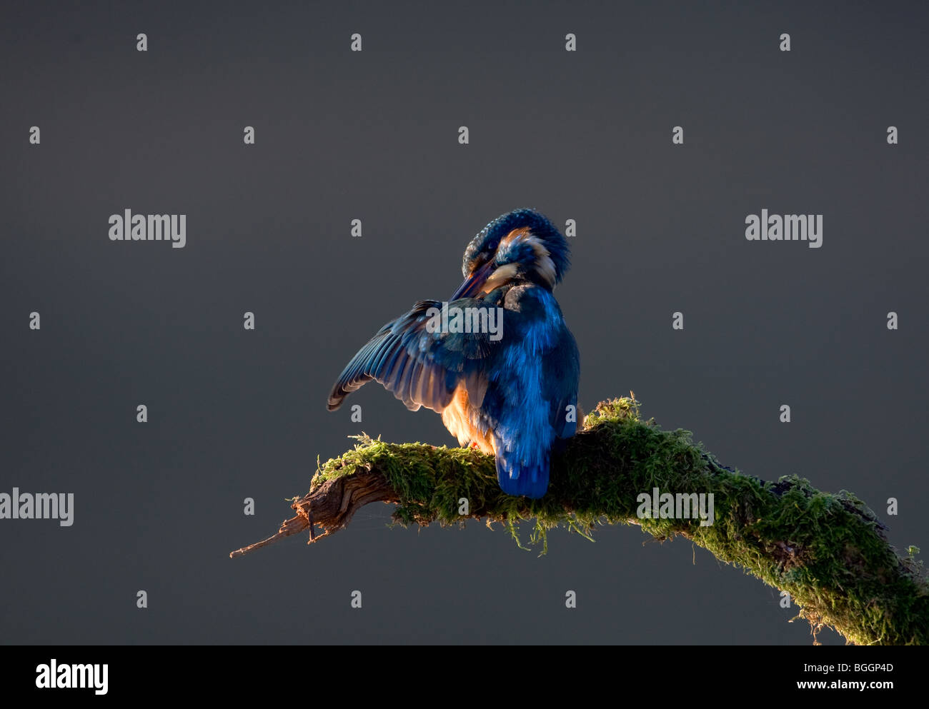 Preening birds hi-res stock photography and images - Alamy