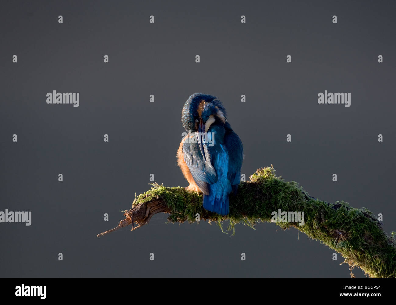 Preening birds hi-res stock photography and images - Alamy