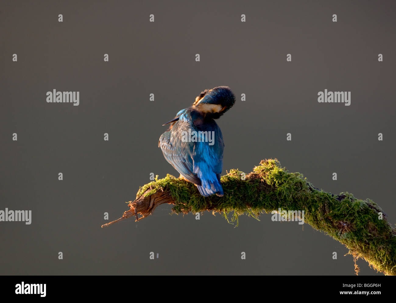 Preening king hi-res stock photography and images - Alamy