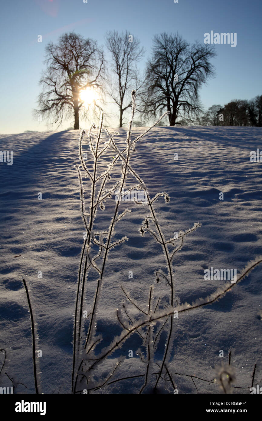 snow white tree spot empty spring coming approach shrub spectacle ...